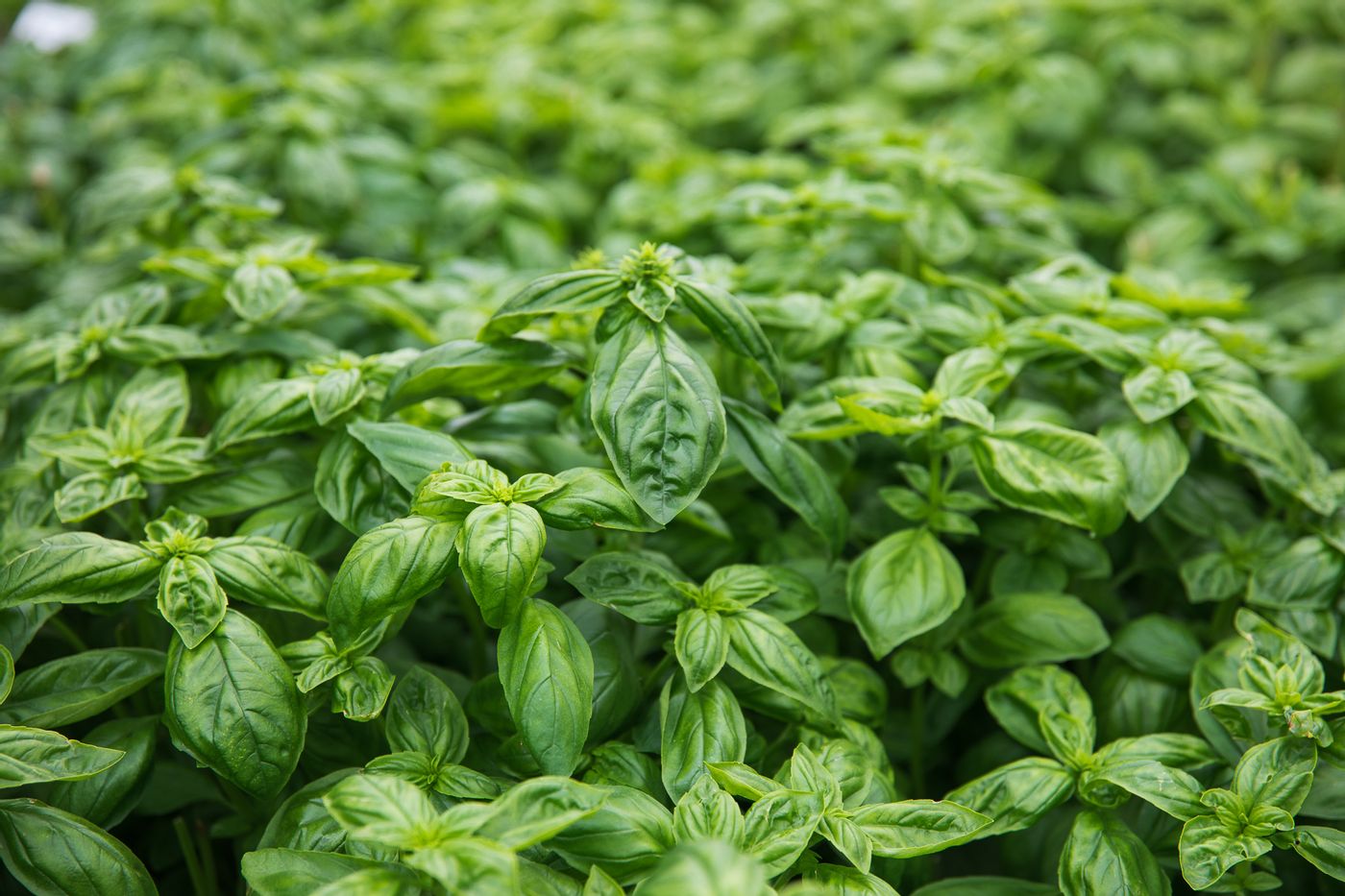 Livraison Basilic à Paris Le Palais du Fruit - Montorgueil - Ollca