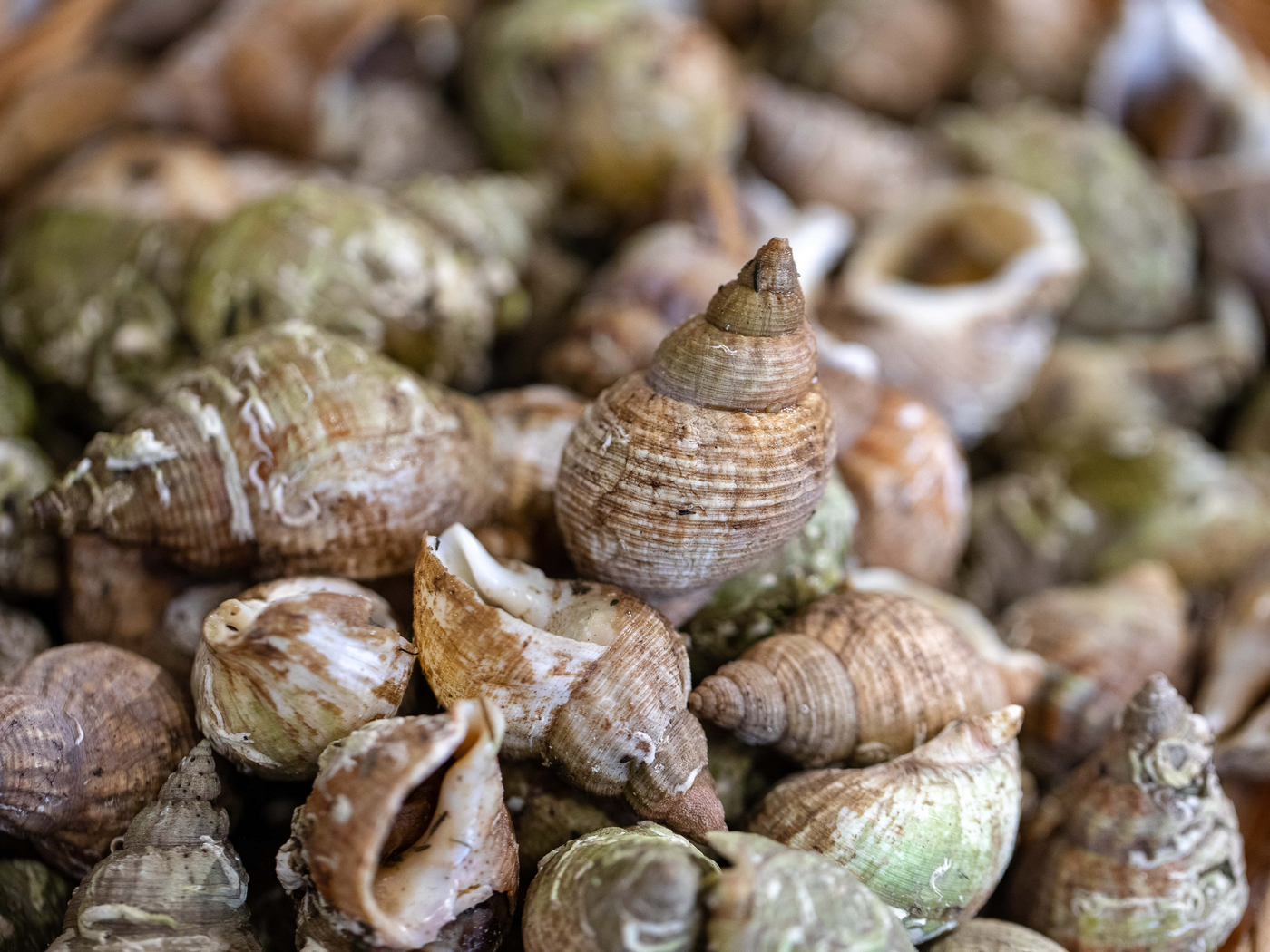 Livraison Bulots cuits à Paris Le Homard Parisien 4ème - Ollca