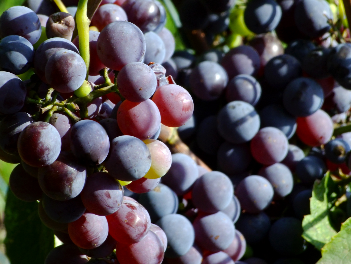 Livraison Raisins noirs Ribol à Paris BG L'Atelier Maraîcher - Ollca