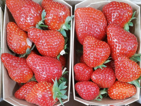 Livraison Fraise CLERY à Rouen Le Palais du fruit - Ollca