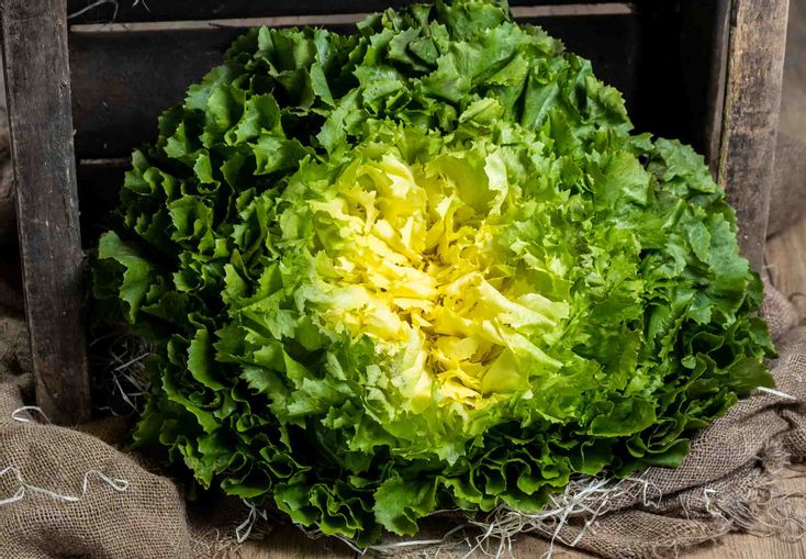 Livraison Scarole à Lille Les Vergers Dupré - Ollca