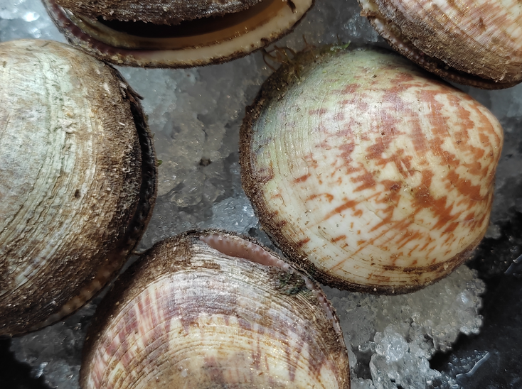 Livraison Amandes de mer à Boulogne-sur-Mer Poissonnerie Gourmande - Ollca