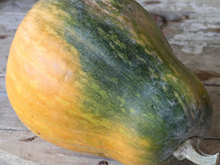 Livraison Courge Sucrine du Berry bio à Paris Le Bocal - Ollca