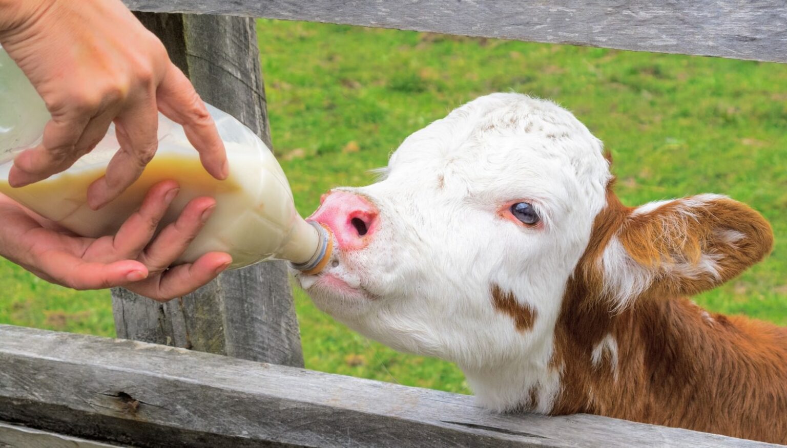 Le veau nourri au lait entier naturel - Blog Ollca