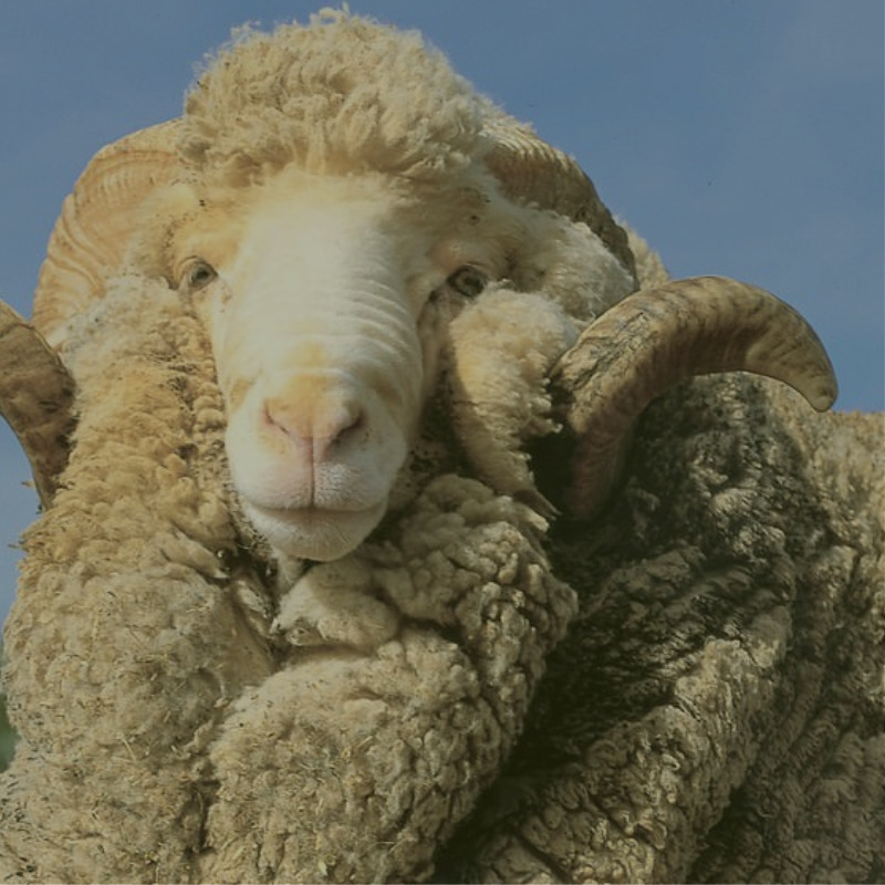 Que Se Passe-T-Il Avec Le Mouton Mérinos – YUAM