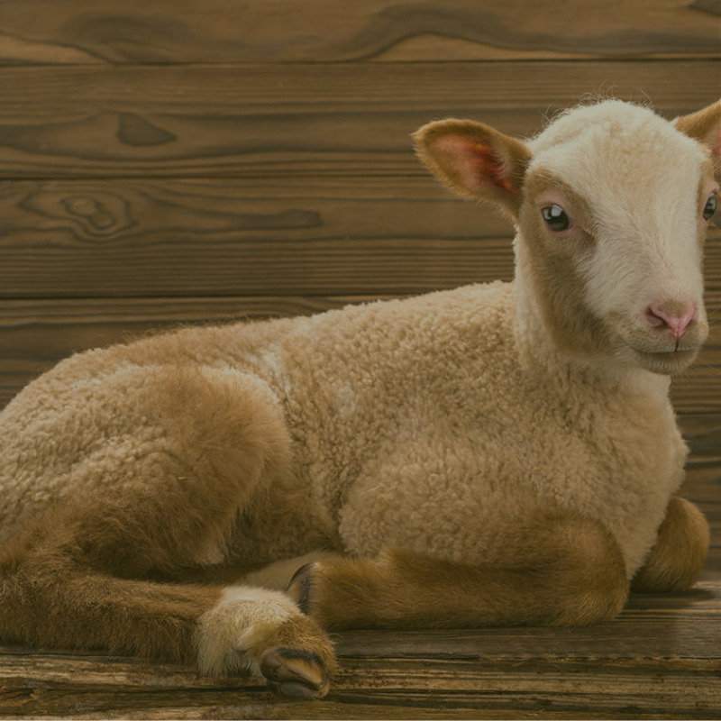 Race ovine : le Rouge du Roussillon - Blog Ollca