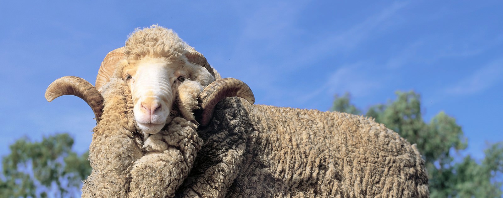 Race de mouton : le Mérinos de Rambouillet - Blog Ollca