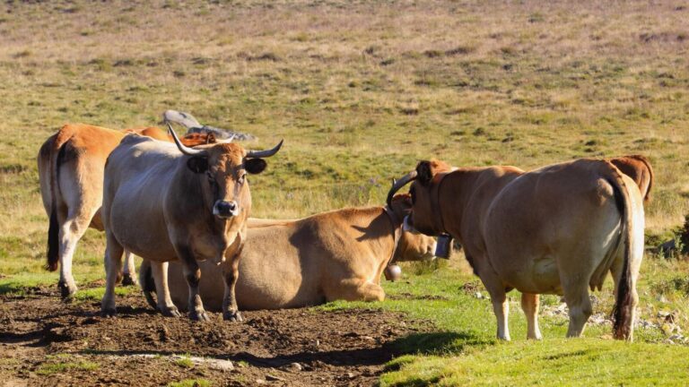 La race bovine Aubrac - Blog Ollca