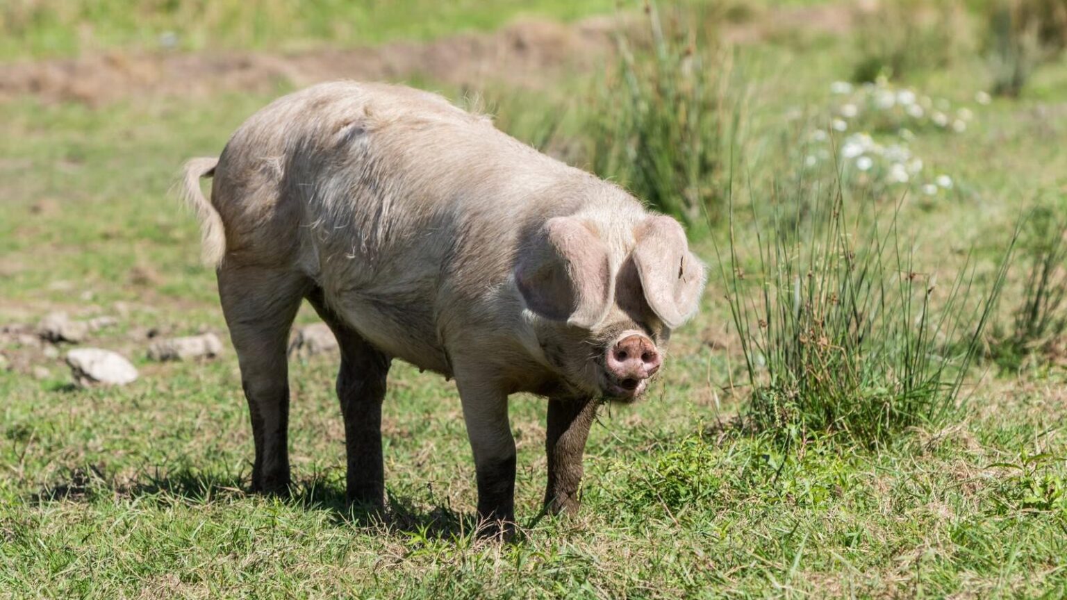 Race de porc : Blanc de l'Ouest - Blog Ollca