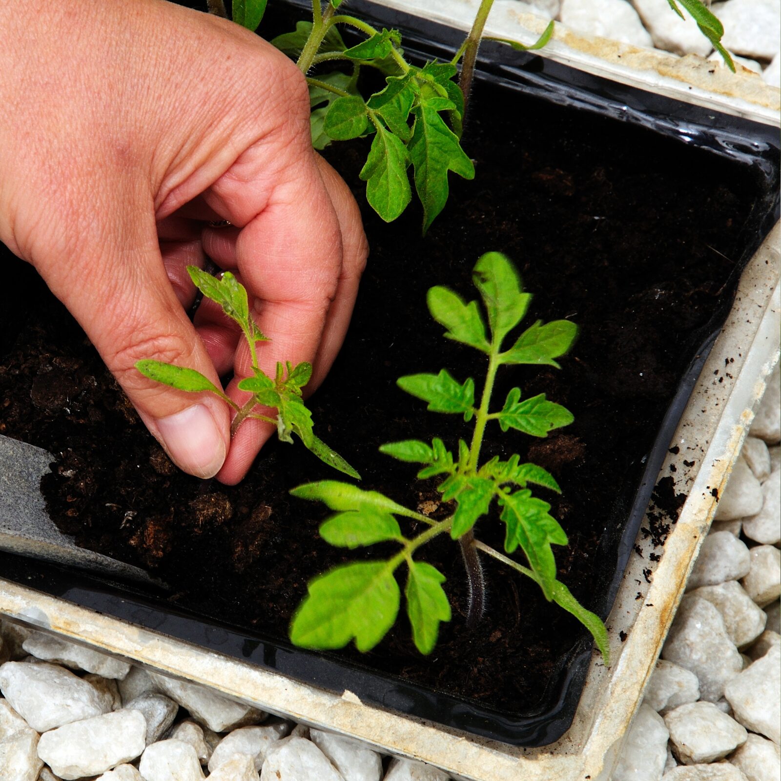 Comment repiquer ses tomates? - Blog Ollca